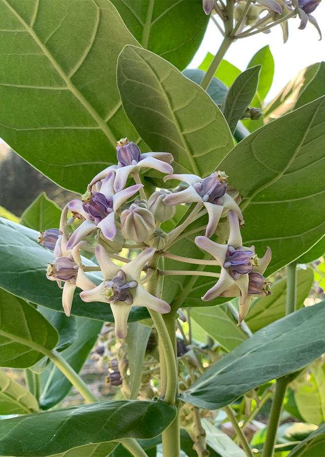 Pengembangan Bioprospeksi Tumbuhan Widuri (Calotropis gigantea) dan ...